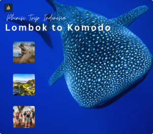 Komodo Island Trip from Lombok: The Ultimate Adventure Guide | Social ...